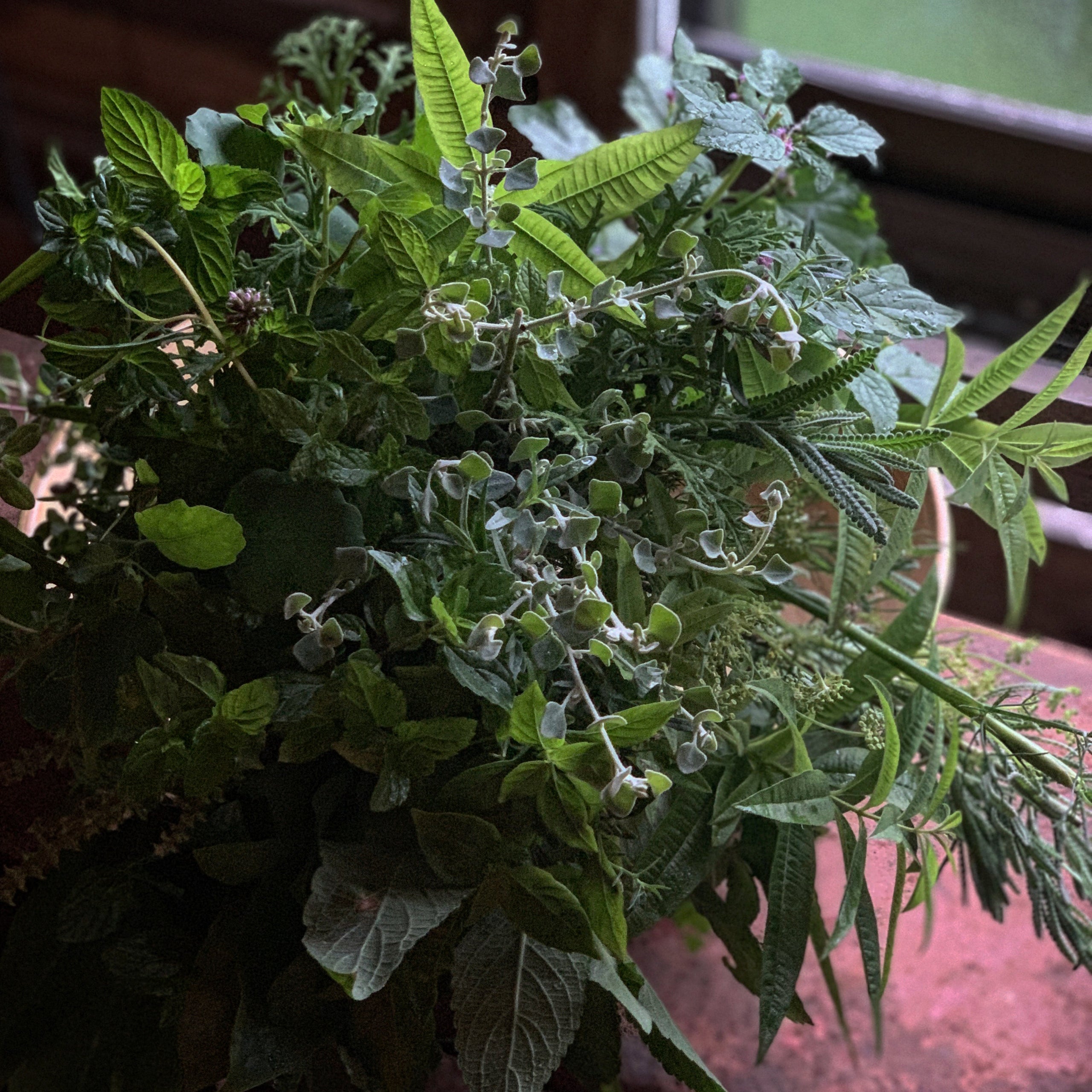 Organic herb bouquet | 苗目 / Naeme